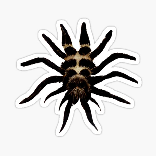 "Tarantula Spider Spiders Graphic Illustration" Sticker for Sale by ...