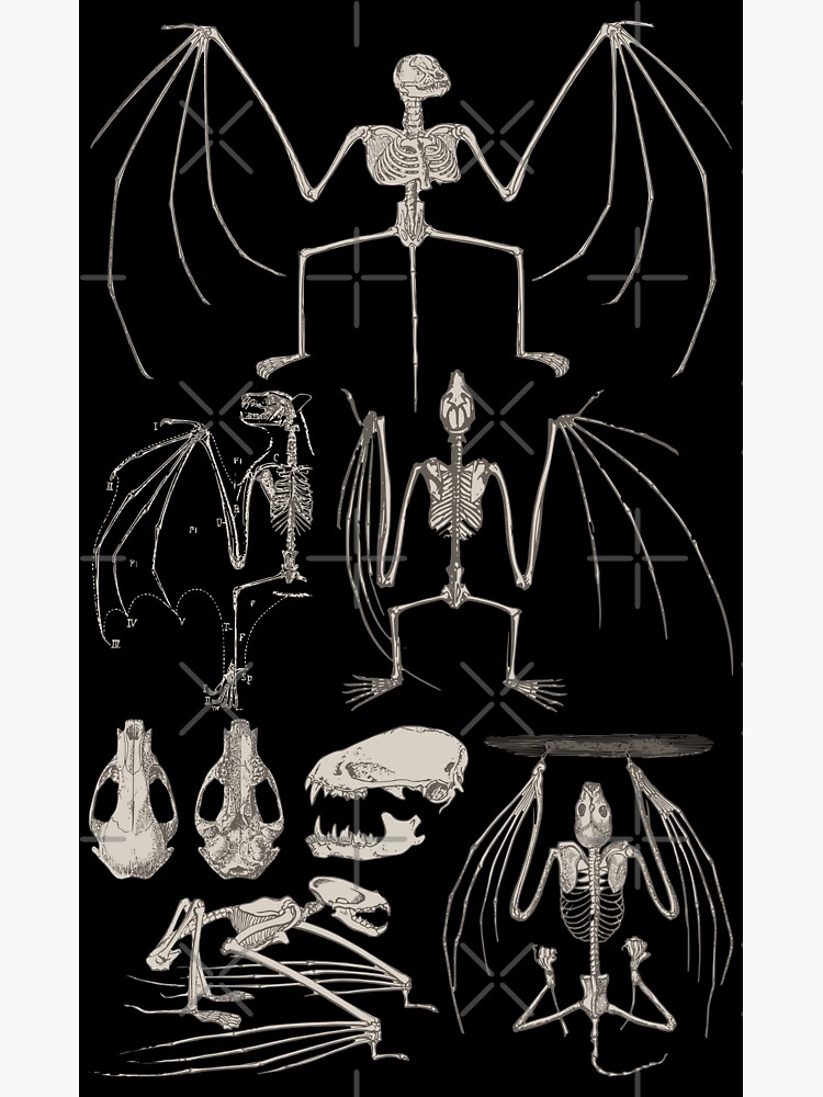 "Bat Skeleton" Sticker for Sale by RavenWake | Redbubble