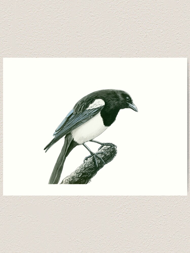 "Magpie ink painting" Art Print for Sale by katerinamk | Redbubble