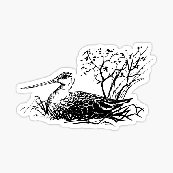 "Godwit On Nest, early 1900s - Vintage" Sticker for Sale by Sarah ...