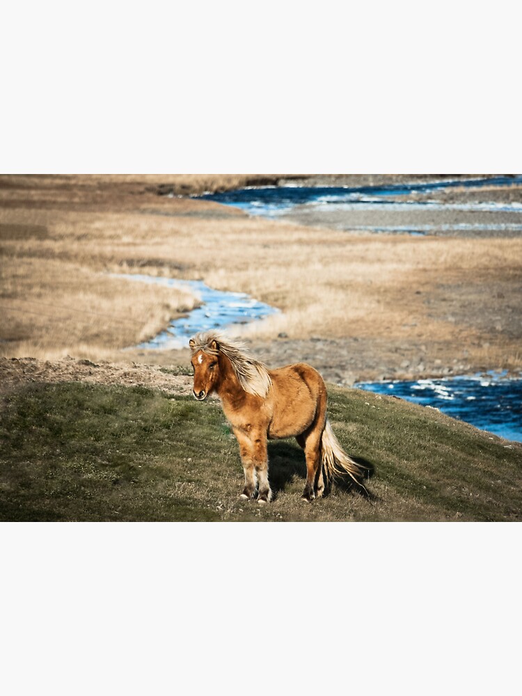 "Ein Hengst genießt seine Zeit am Paddock am Fluss" Sticker von ...