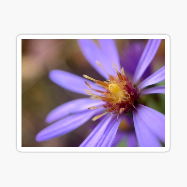 "Pacific Aster" Sticker for Sale by Beardeaux | Redbubble