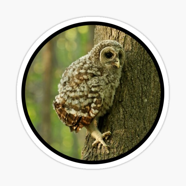 "Tree Climber" Sticker for Sale by theeowlqueen | Redbubble