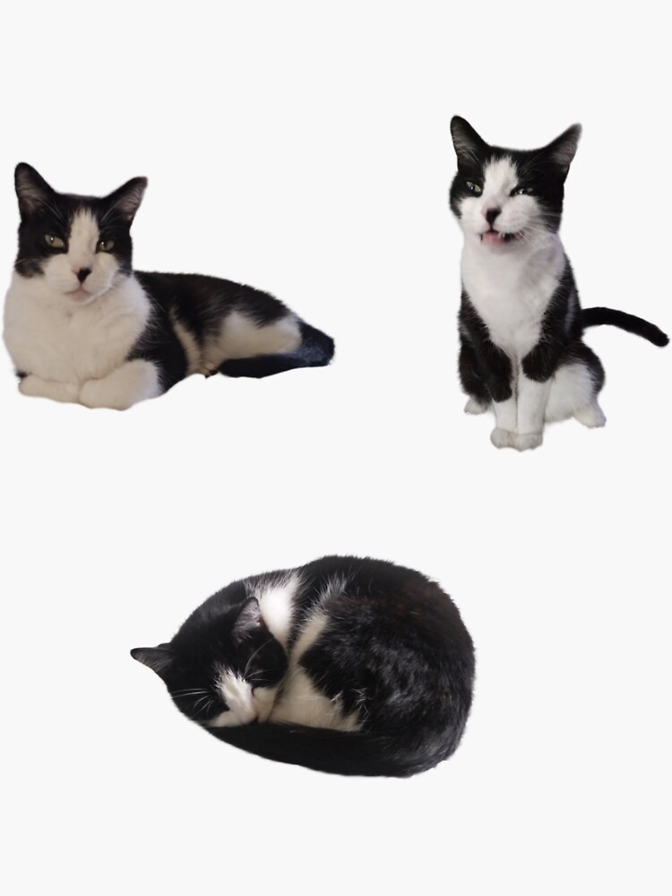 "Sammy The Cat" Sticker for Sale by Iddyyg | Redbubble