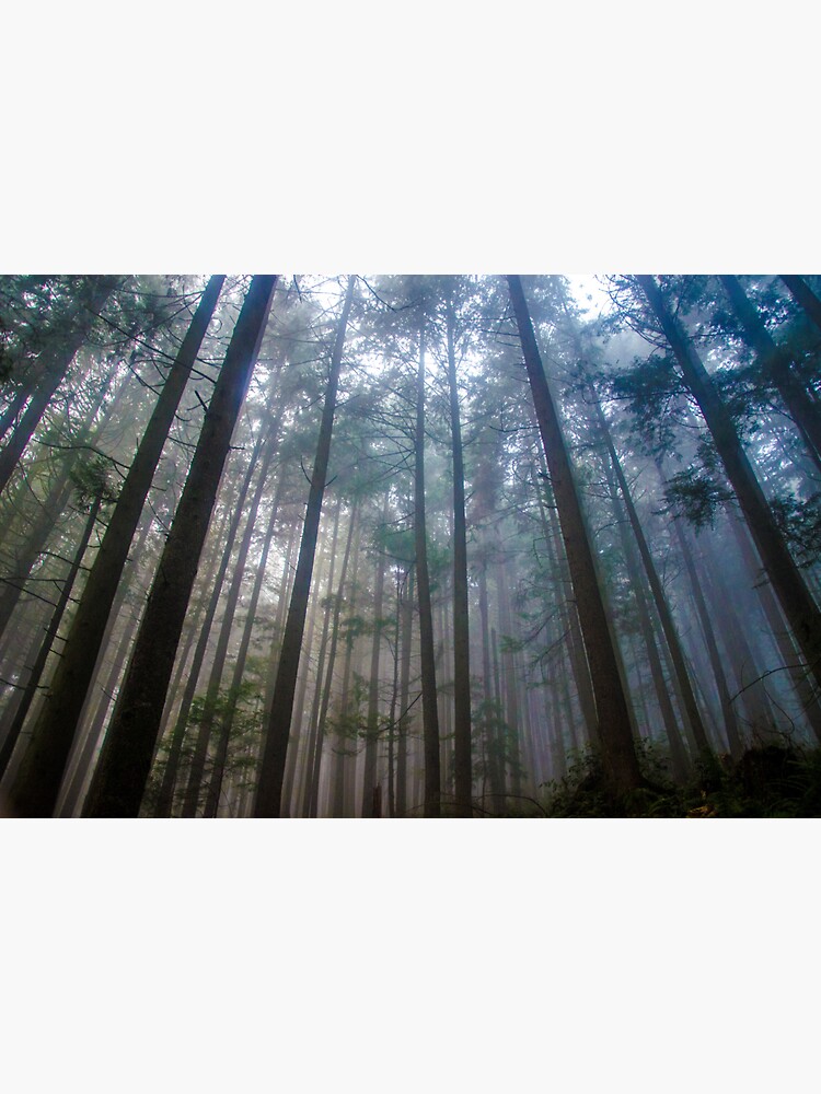 "Tall Misty Forest" Sticker for Sale by pmcmanndesign | Redbubble