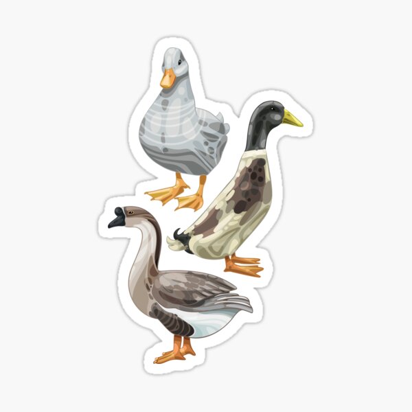 "(Call) Duck, (Saxony) Duck, (Chinese) Goose" Sticker for Sale by ...