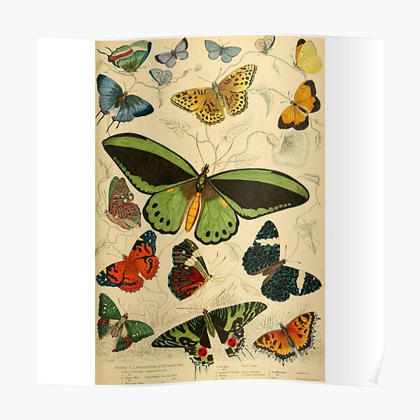 "Vintage Butterfly Chart " Poster for Sale by artemisxluna89 | Redbubble