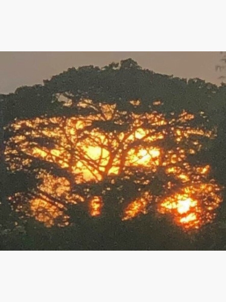 "Tree at Summer Solstice Sunrise " Sticker for Sale by imageverses ...