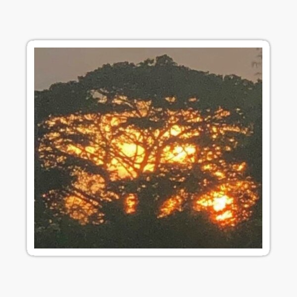 "Tree at Summer Solstice Sunrise " Sticker for Sale by imageverses ...