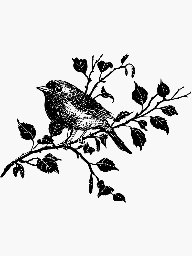 "Robin on a Birch Branch, early 1900s - Vintage" Sticker for Sale by ...