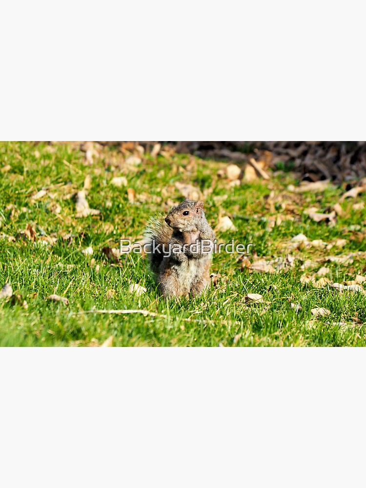 "A Squirrel Crossing Its Arms" Sticker for Sale by BackyardBirder ...