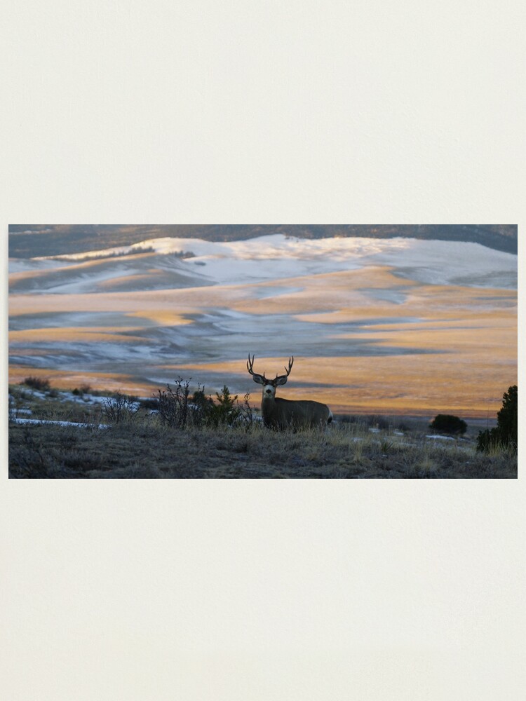"A Buck At Sun Rise" Photographic Print for Sale by Gary Benson | Redbubble