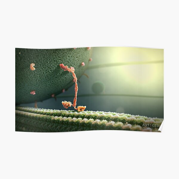 "Kinesin Protein Walking by John Liebler" Poster by JohnLiebler | Redbubble