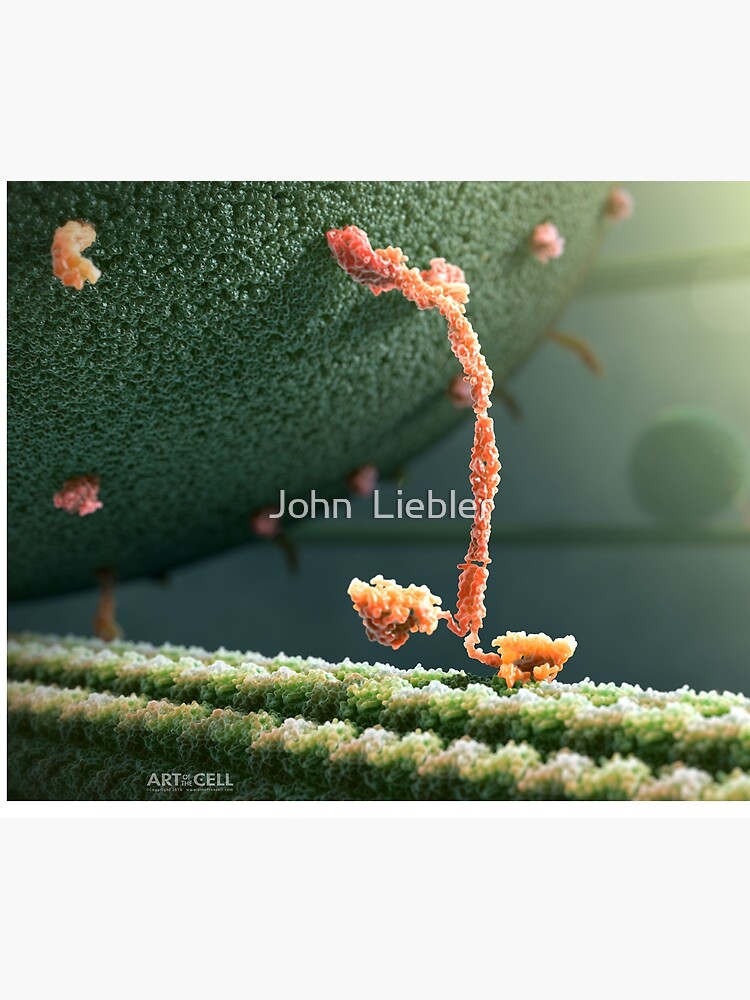 "Kinesin Protein Walking by John Liebler" Tapestry for Sale by John ...