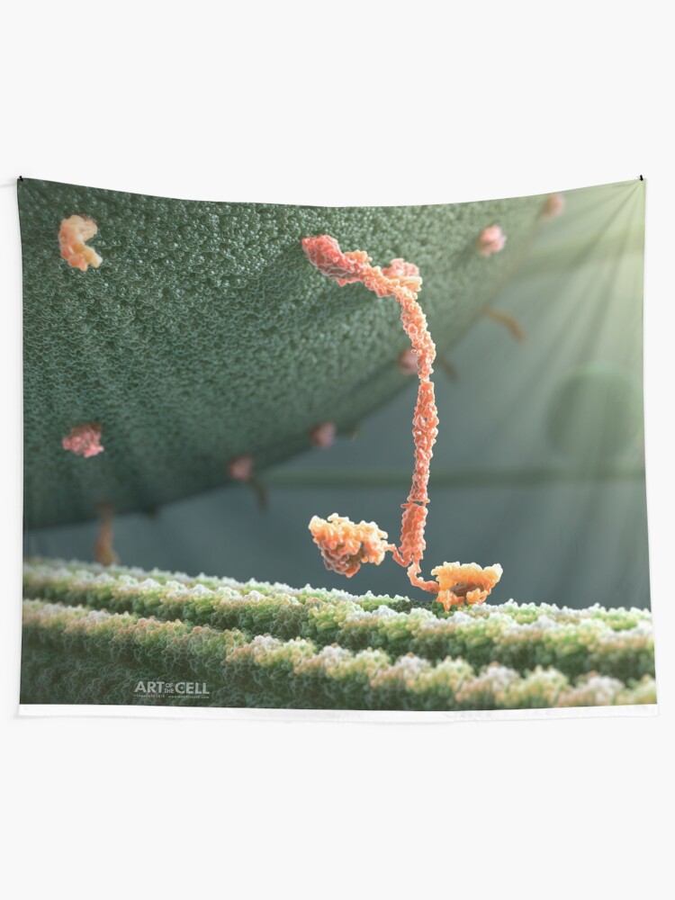 "Kinesin Protein Walking by John Liebler" Tapestry for Sale by ...