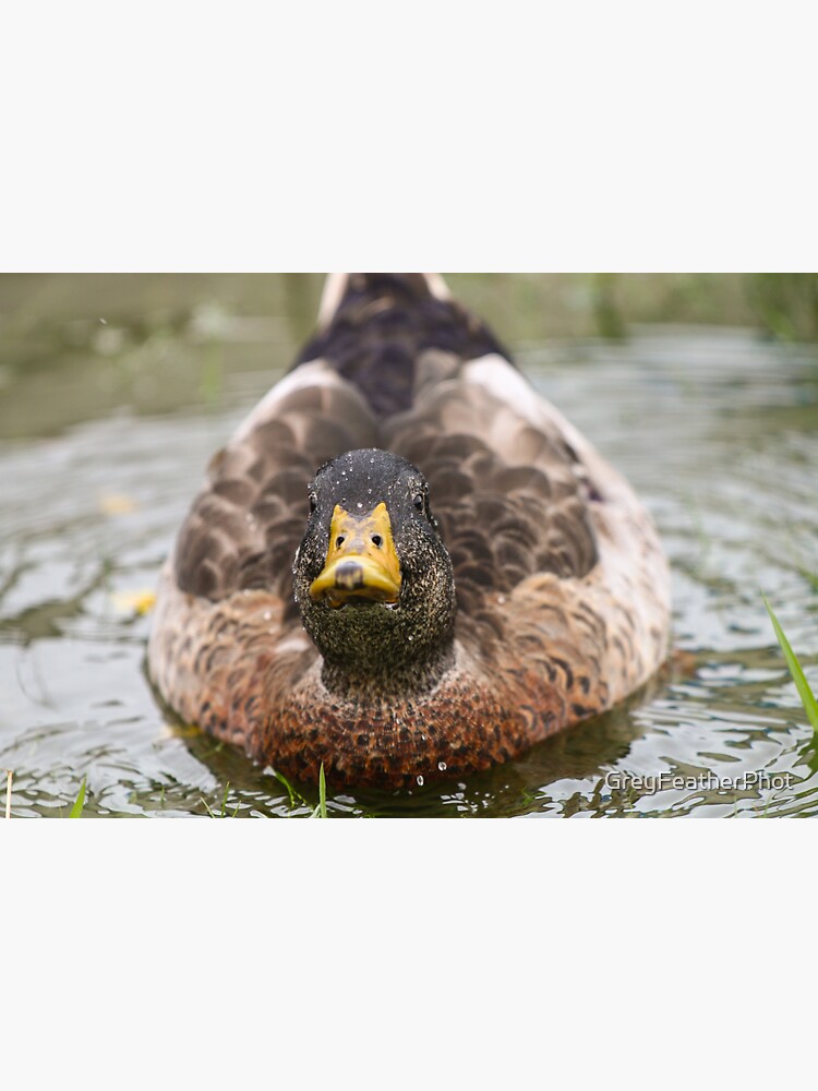 "Goofy duck" Sticker for Sale by GreyFeatherPhot | Redbubble