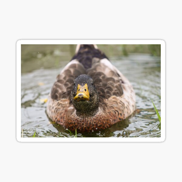 "Goofy duck" Sticker for Sale by GreyFeatherPhot | Redbubble