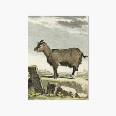 "Judah goat in 18th century engraving" Art Board Print for Sale by ...