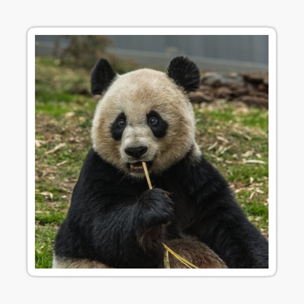 "A giant panda eating bamboo" Sticker by adamnixon | Redbubble