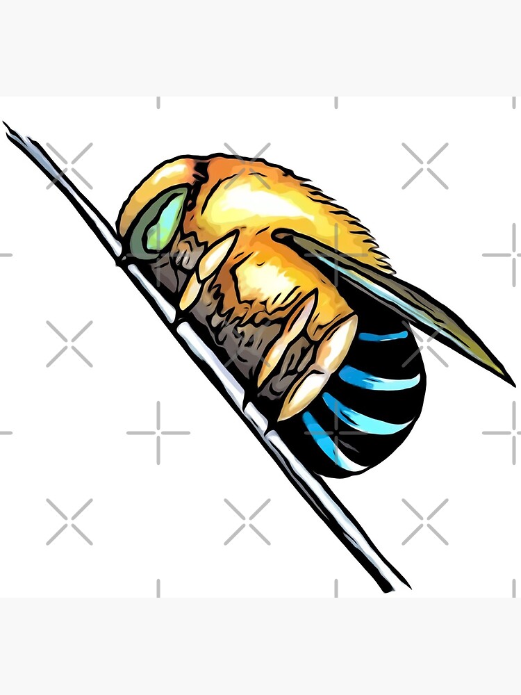 Australian Blue Banded Bee Art Print For Sale By Pipandthesea Redbubble