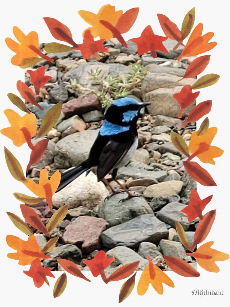 "Fairy Wren on River rocks, blue bird, Australian Fairy Wren," Sticker ...