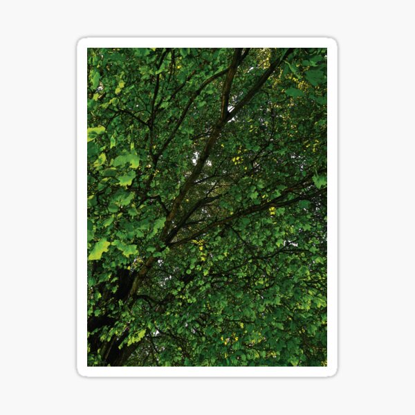 "Branching Out " Sticker for Sale by OfficialZamiku | Redbubble