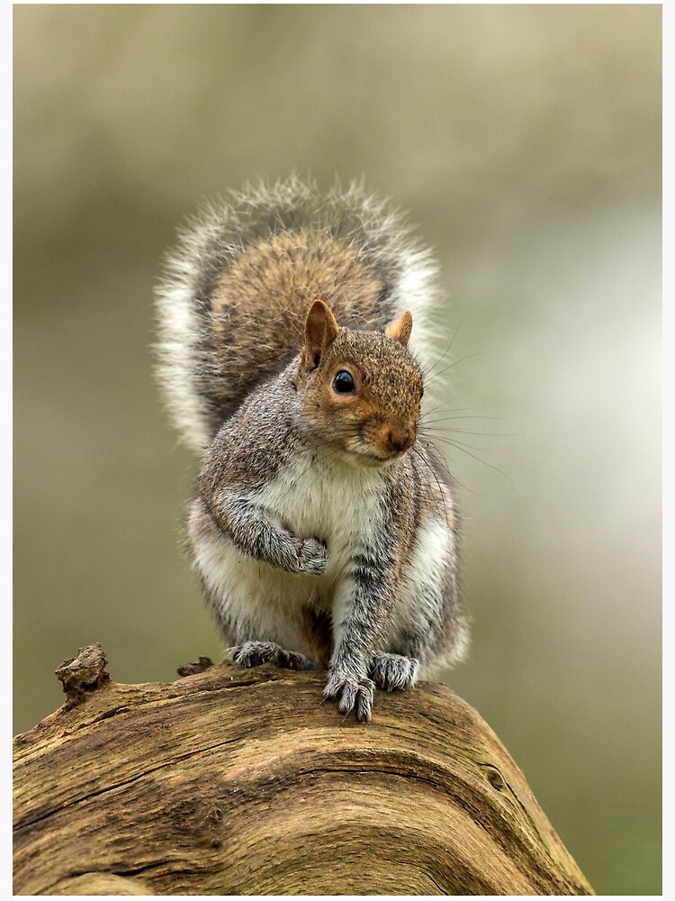 "Grey Squirrel rendering a US Style Hand Over Heart Salute" Art Board ...