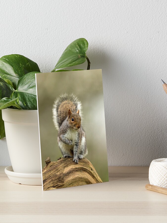 "Grey Squirrel rendering a US Style Hand Over Heart Salute" Art Board ...