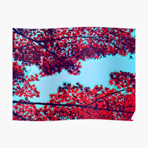"Red Japanese Maple Acer Palmatum Tree Canopy " Poster for Sale by ...