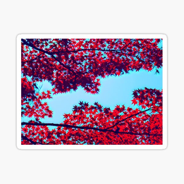 "Red Japanese Maple Acer Palmatum Tree Canopy " Sticker for Sale by ...