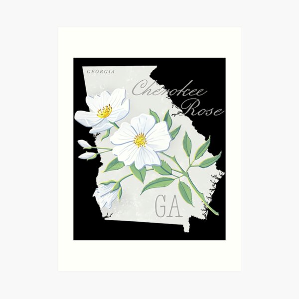 "georgia state flower cherokee rose art by jen montgomery jen ...
