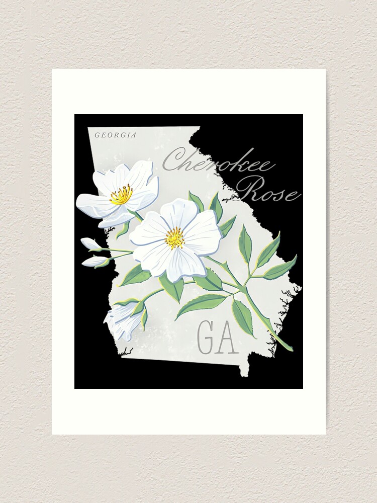 "georgia state flower cherokee rose art by jen montgomery jen ...