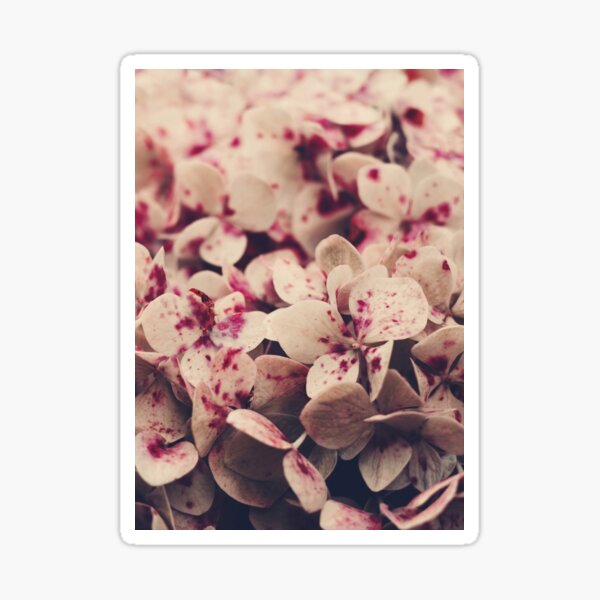 "Hydrangea pink freckles " Sticker for Sale by Ingz | Redbubble