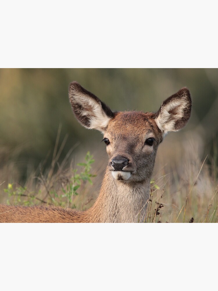 "Little Red Deer " Sticker for Sale by recobbler | Redbubble