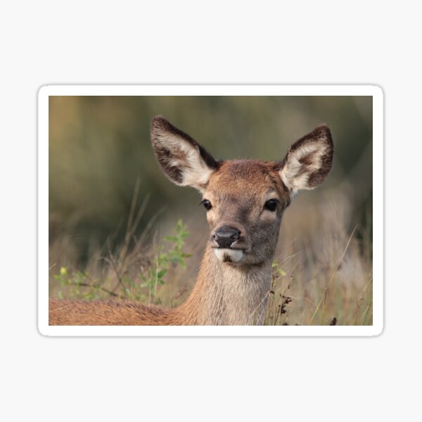 "Little Red Deer " Sticker for Sale by recobbler | Redbubble
