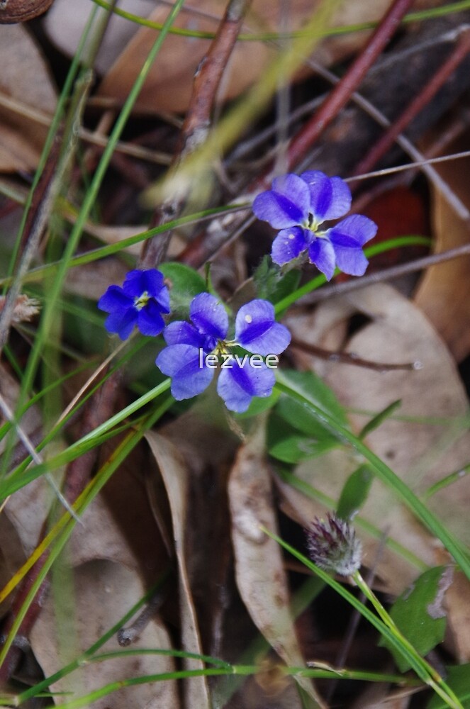"Winged-stem Dampiera (Dampiera alata)" by lezvee | Redbubble