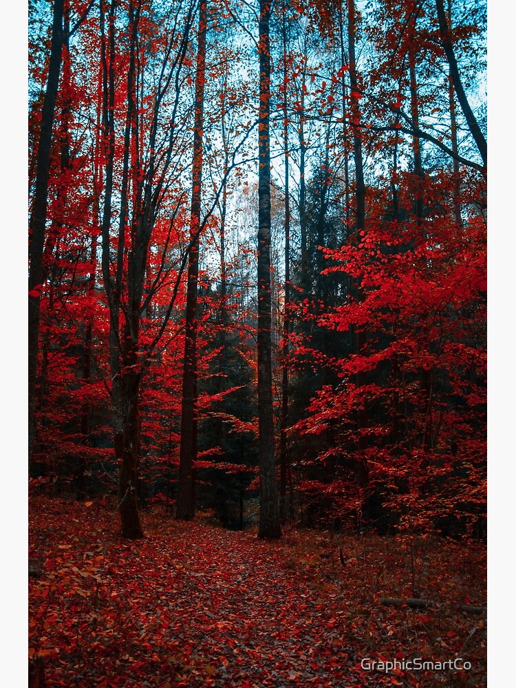 Póster «árbol de hoja roja, bosque rojo, bosque de belleza, bosque de ...