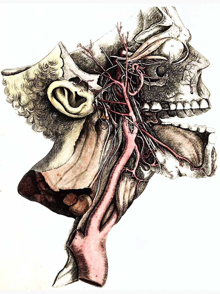 "Anatomically correct HUMAN HEAD - Medical statement" Sticker for Sale ...