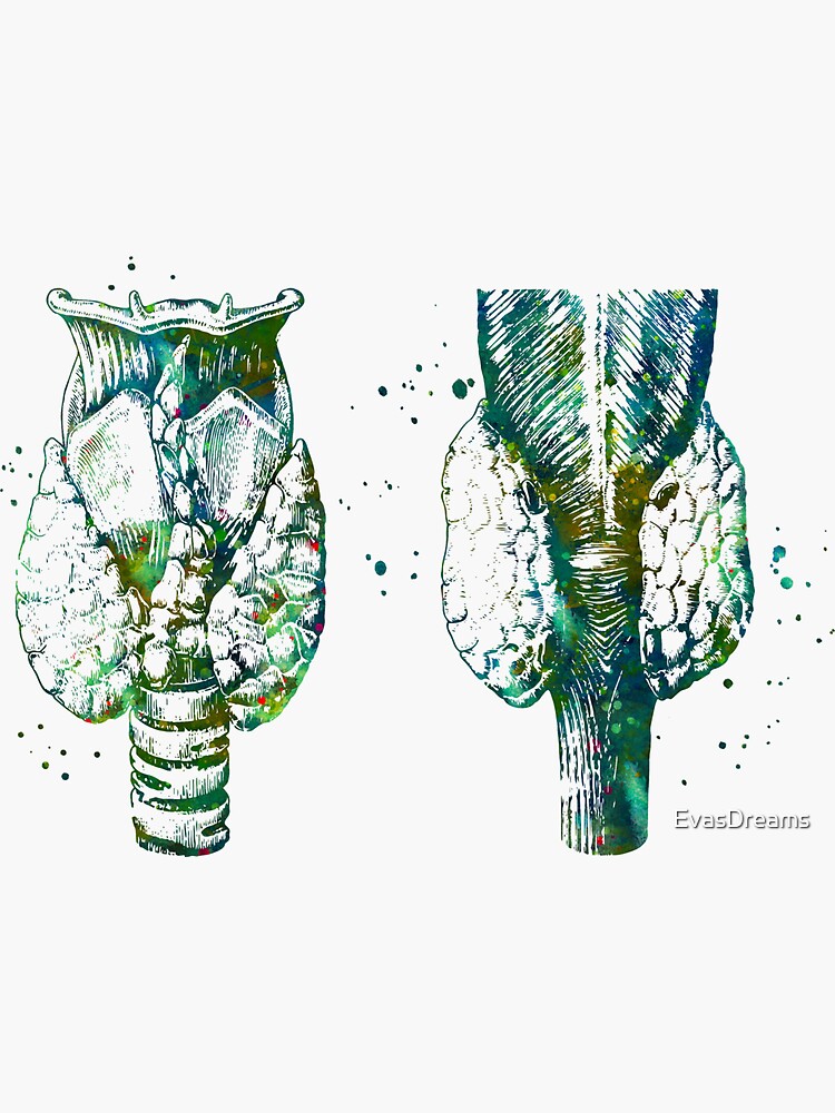 "Thyroid Gland, Larynx and Trachea Anatomy" Sticker for Sale by ...