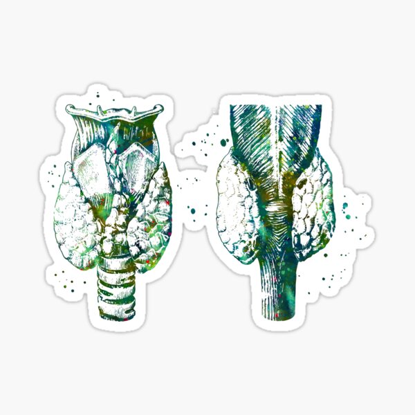 "Thyroid Gland, Larynx and Trachea Anatomy" Sticker for Sale by ...