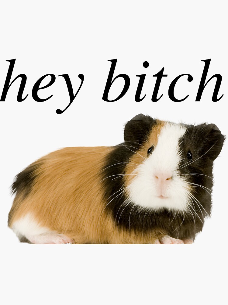 "Hey bitch guinea pig " Sticker for Sale by PopGolden | Redbubble