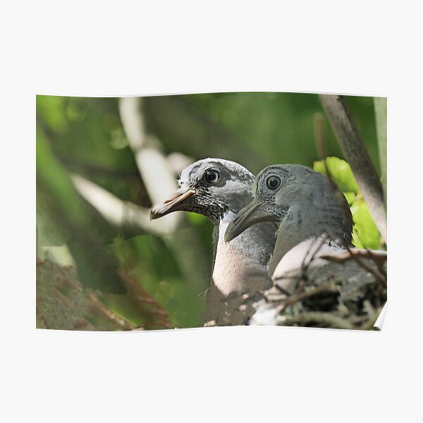 "r456 / finition 2022 - 5 - Tout beau ! " 2 éme Duos couvée de l'année sur le départ -- Okaio ...