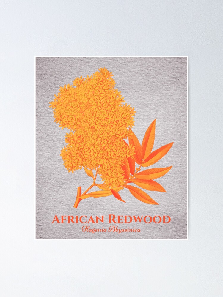 "African Redwood, Hagenia Abyssinica - Medicinal Herbs & Plants Vintage ...