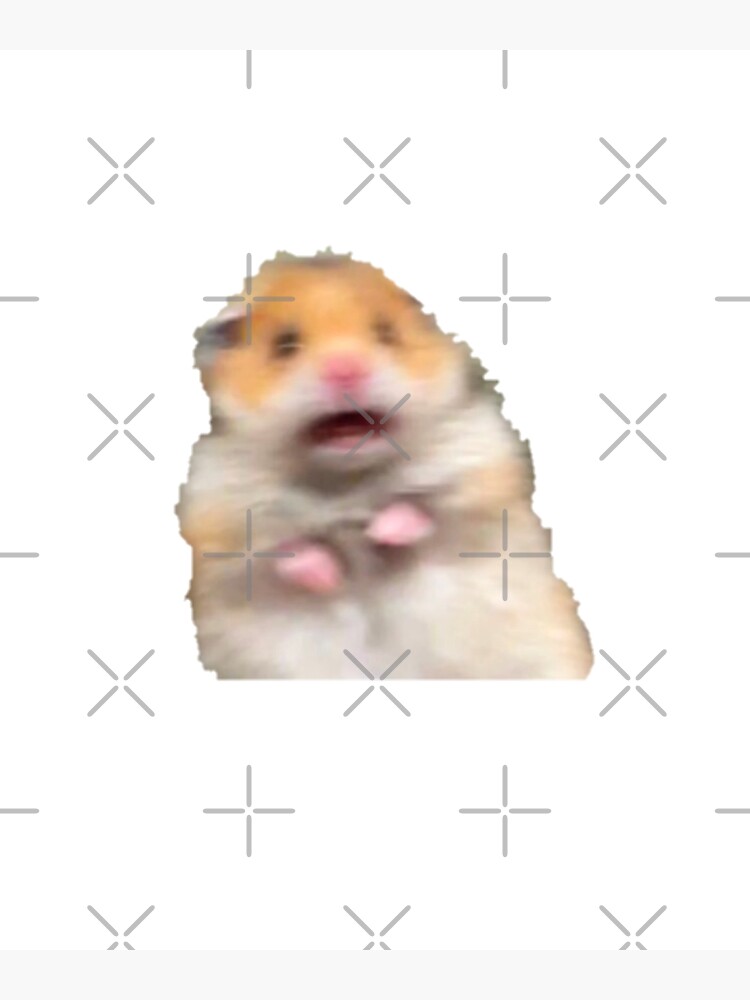 "Surprised shock Hamster Meme Funny Car Bumper Sticker Interior or ...