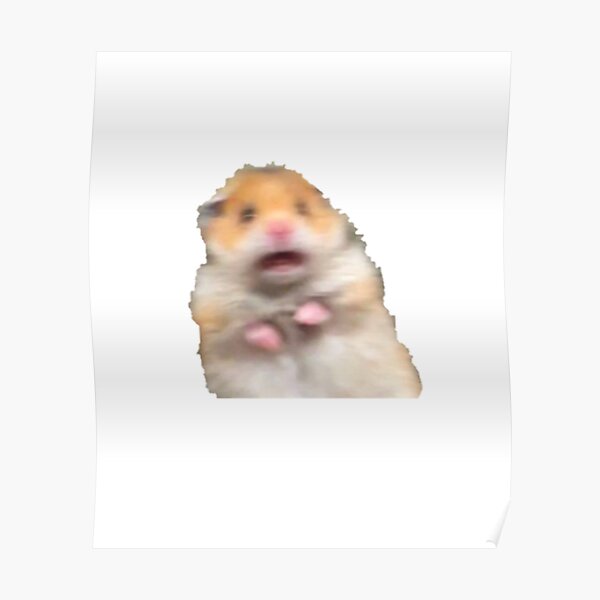 "Surprised shock Hamster Meme Funny Car Bumper Sticker Interior or ...