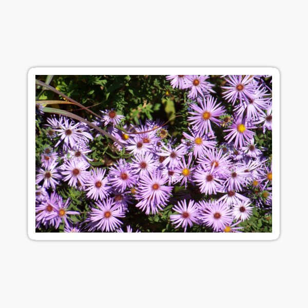 "New England Aster" Sticker for Sale by okomedesign | Redbubble