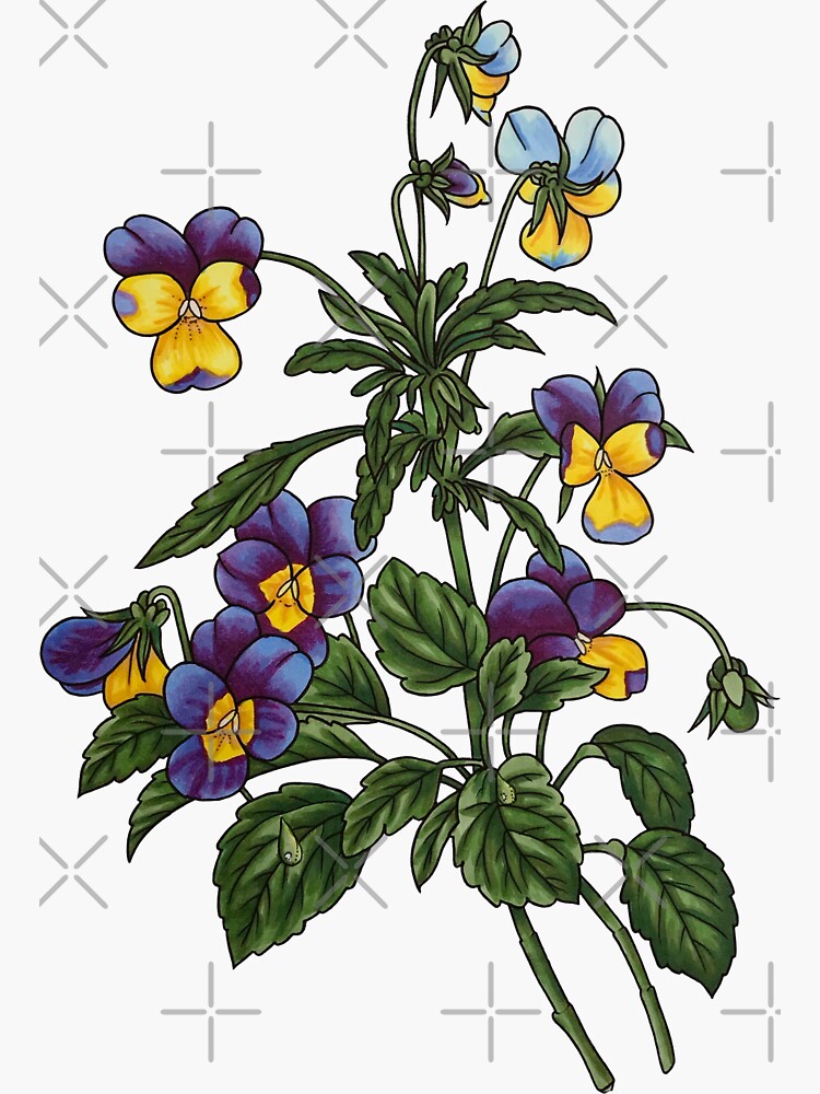 "Viola tricolour " Sticker for Sale by B-d-t | Redbubble