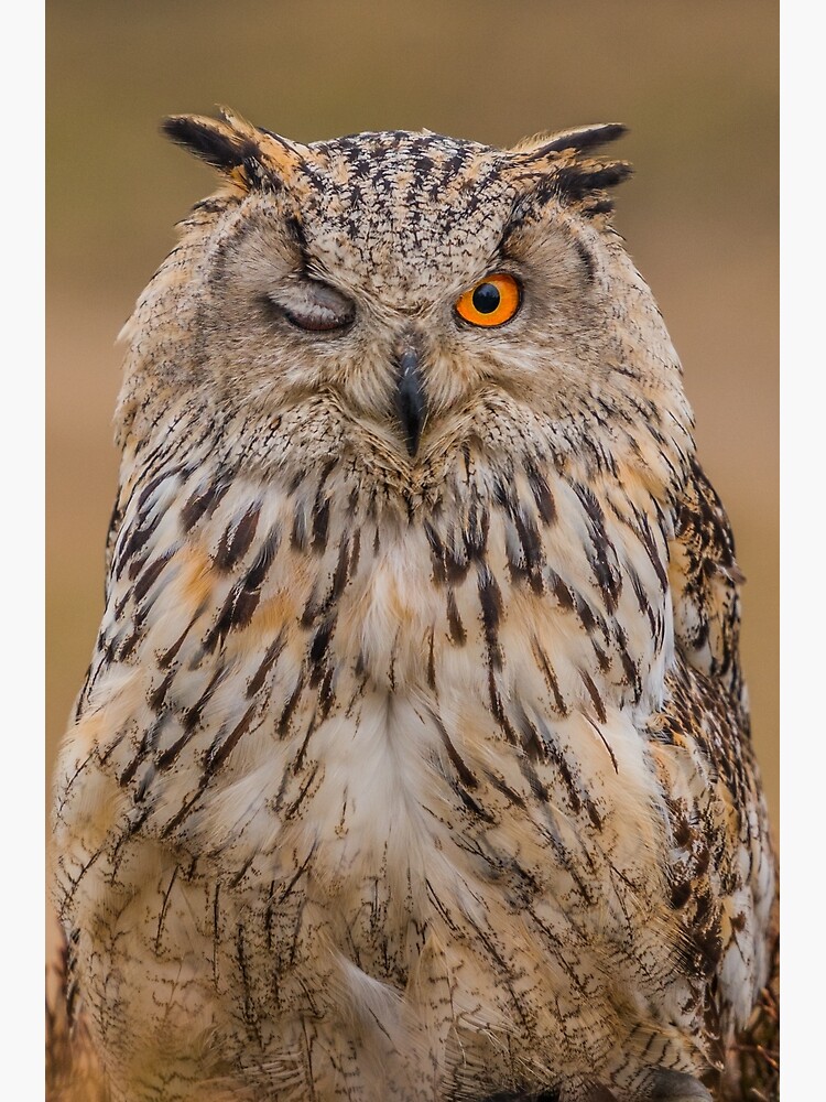 "Western Siberian Eagle Owl Winking" Poster by AliusImago | Redbubble