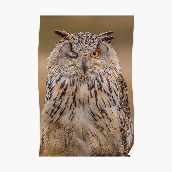 "Western Siberian Eagle Owl Winking" Poster by AliusImago | Redbubble