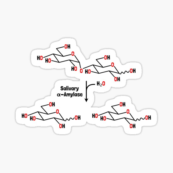 "Fun with Digestion - Disaccharide Hydrolysis via Amylase" Sticker for ...